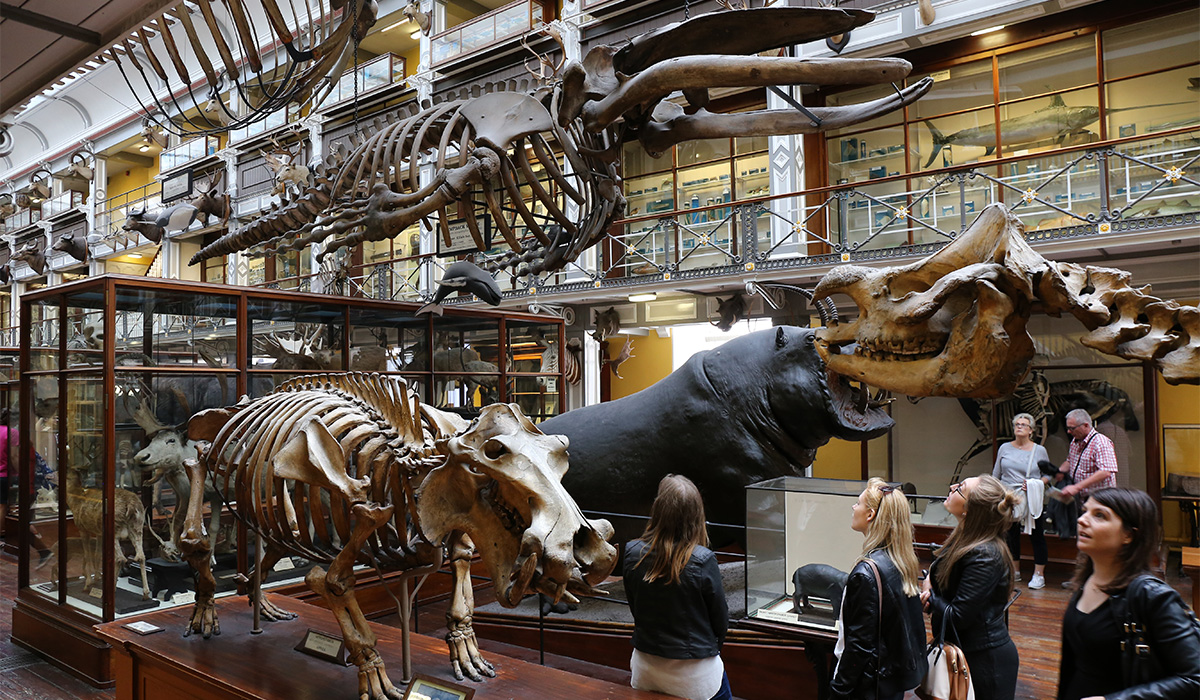 ‘Dead zoo’ finds a new haunt as beloved museum is brought back to life