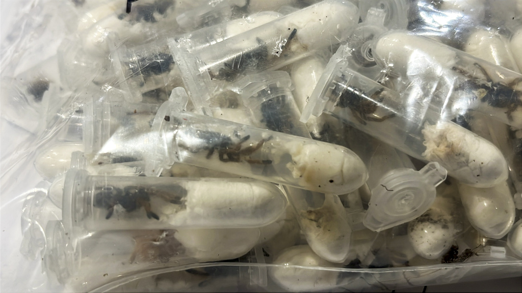 German customs officials show images of tarantulas hidden in spongecake ...