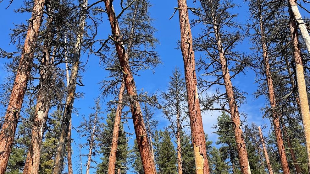 Eastern Oregon's ancient trees face alarming decline, study finds