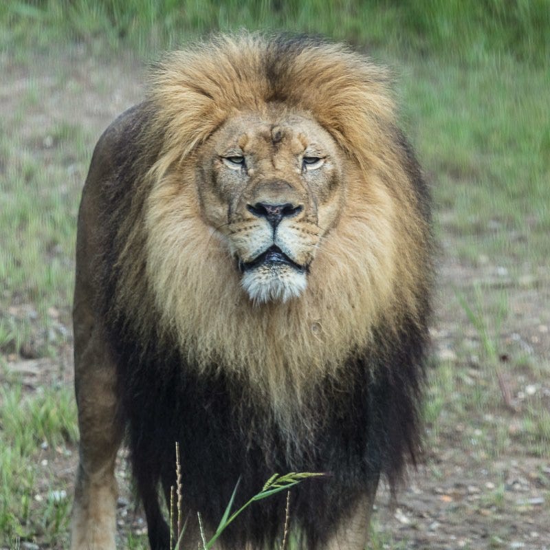 Tamarr, the Akron Zoo's lion, will no longer be on public view because of illness