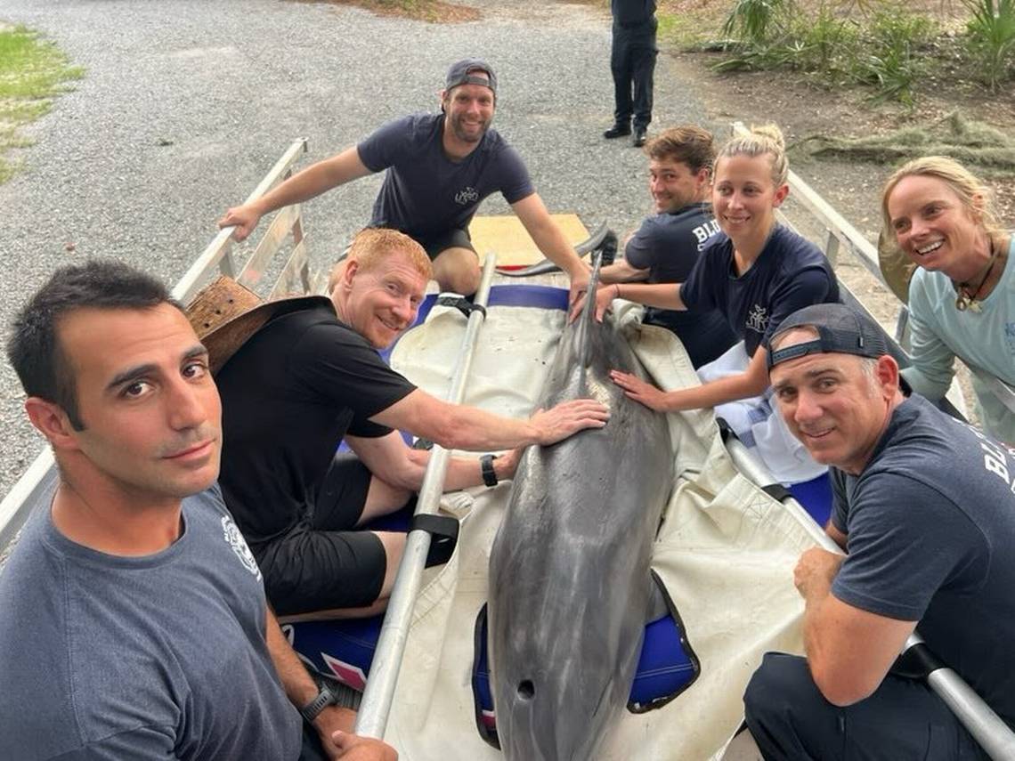 Bluffton's ‘Lucky' rescue: Stranded dolphin saved by firefighters ...