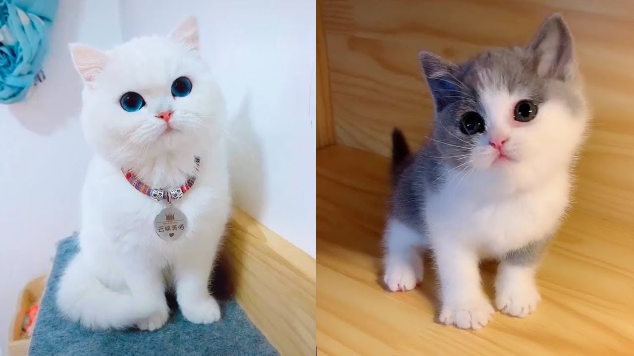 This Kitten Pretends to Be Angry but Is Still Adorably Cute | funny ...