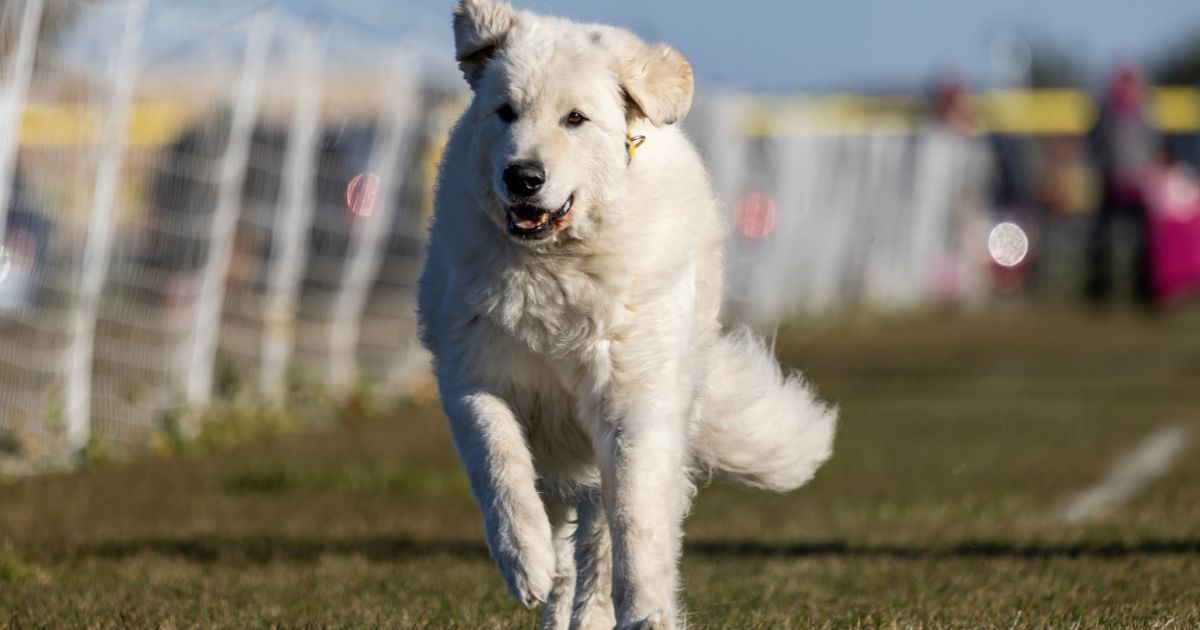 Ce chien se rend tous les jours seul à la pharmacie pour cette raison bien précise