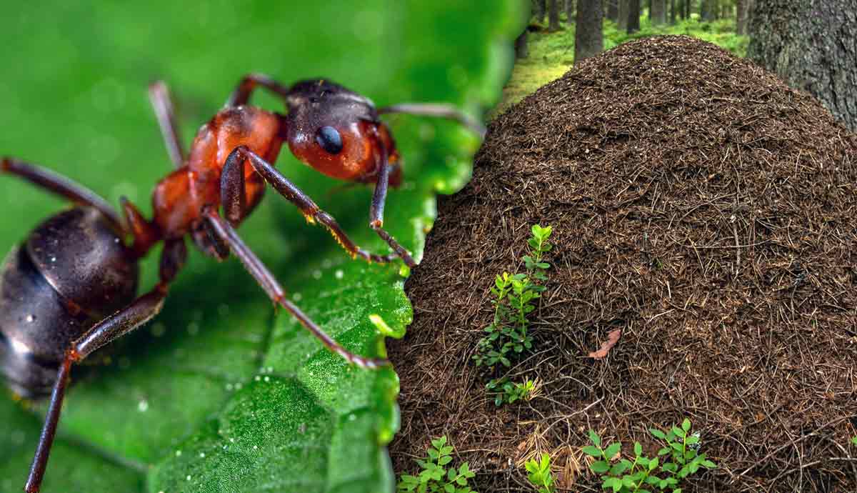 4 Tips on Setting Up an Ant Farm