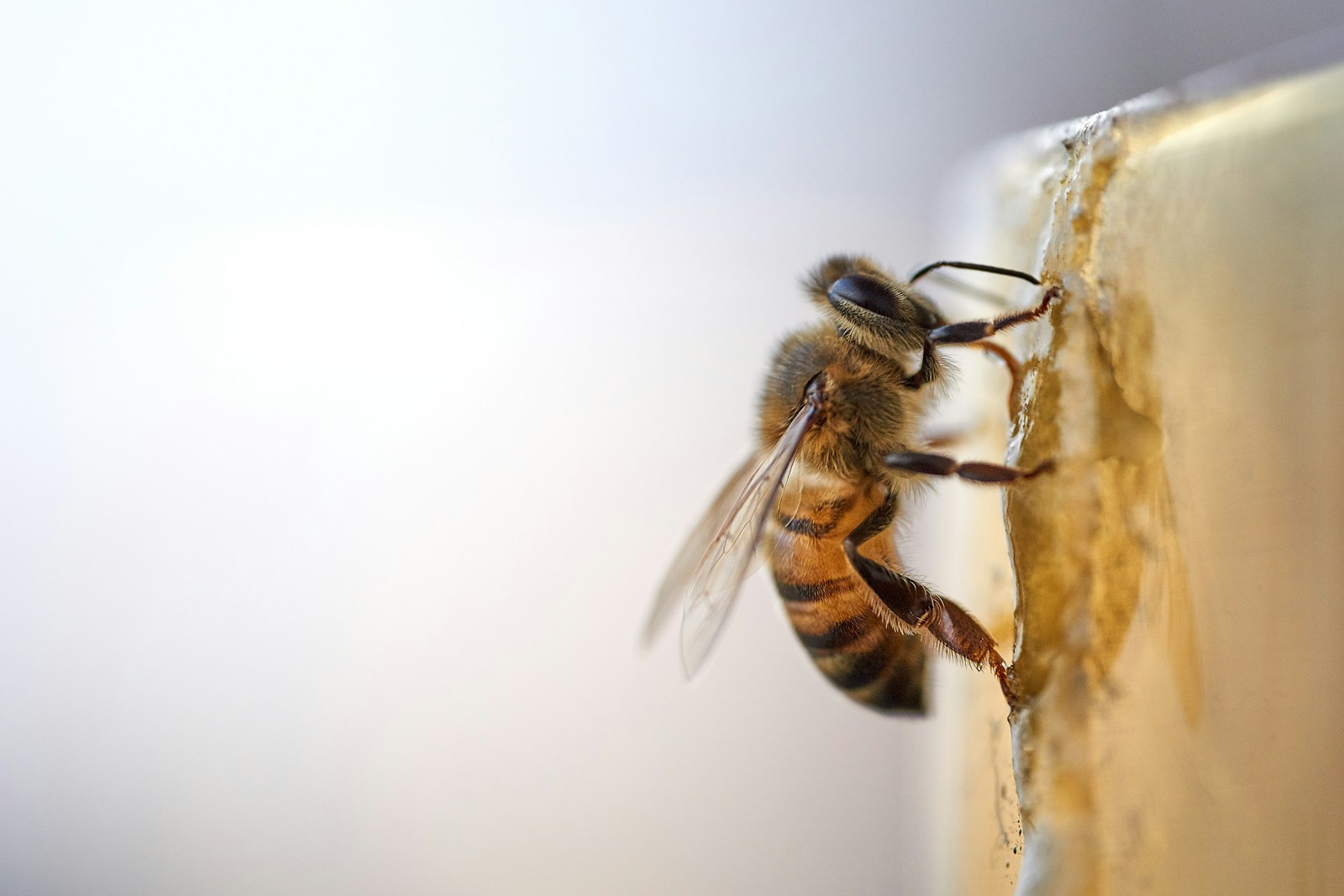 China develops cyborg bees for potential spy missions