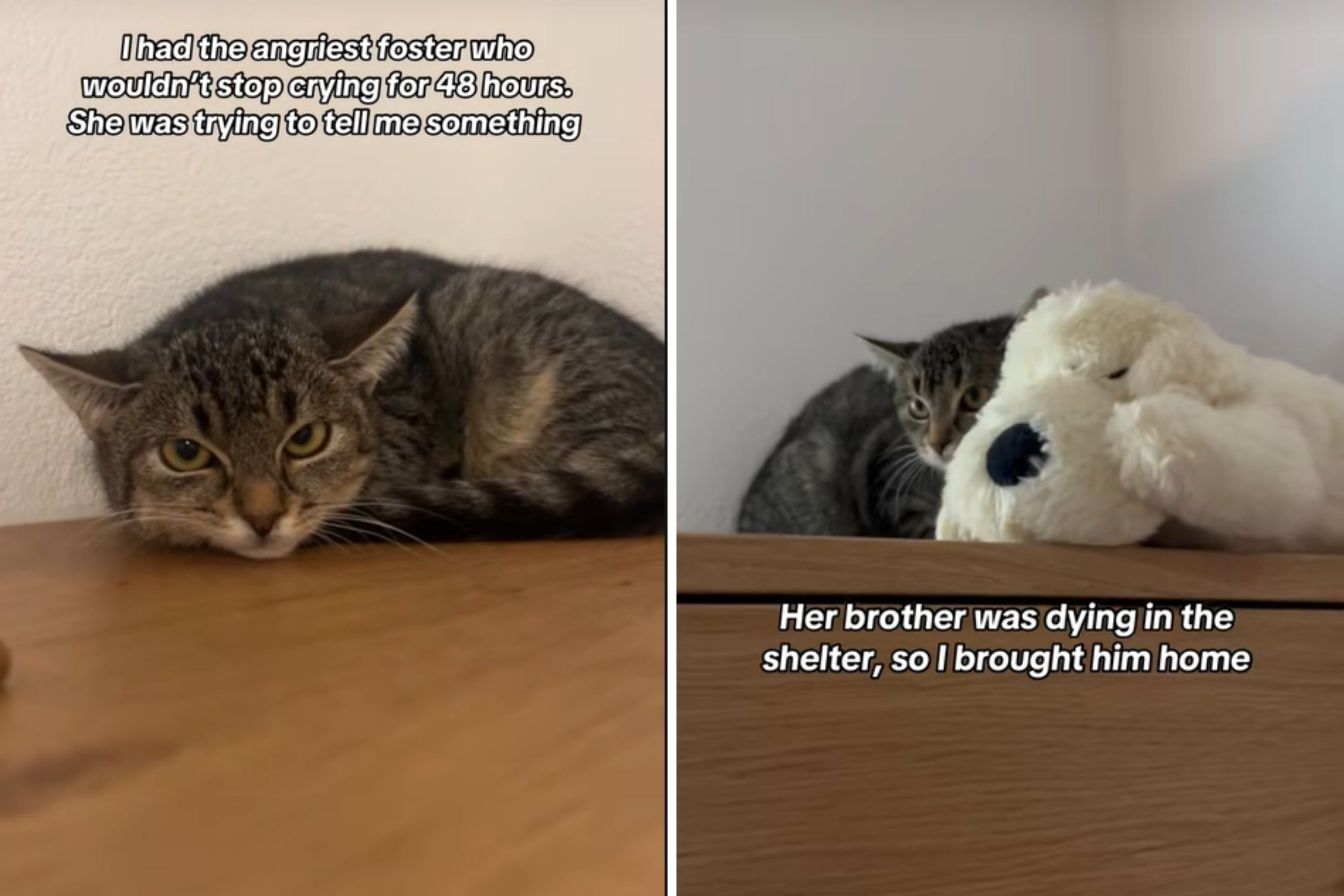 Foster cat kept crying—woman realizes "she was trying to tell me something"