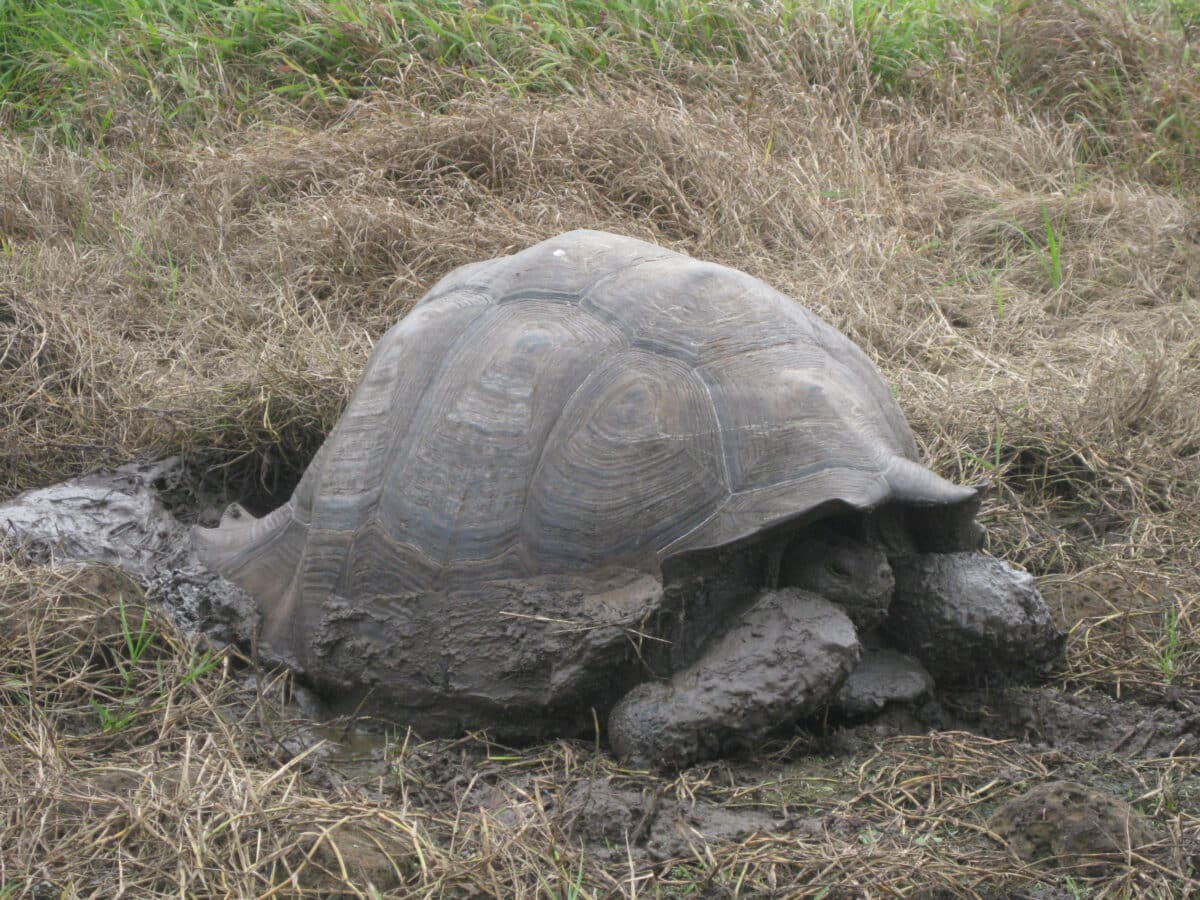 Why Turtles Might Hold Secrets To Extraordinary Cancer Resistance