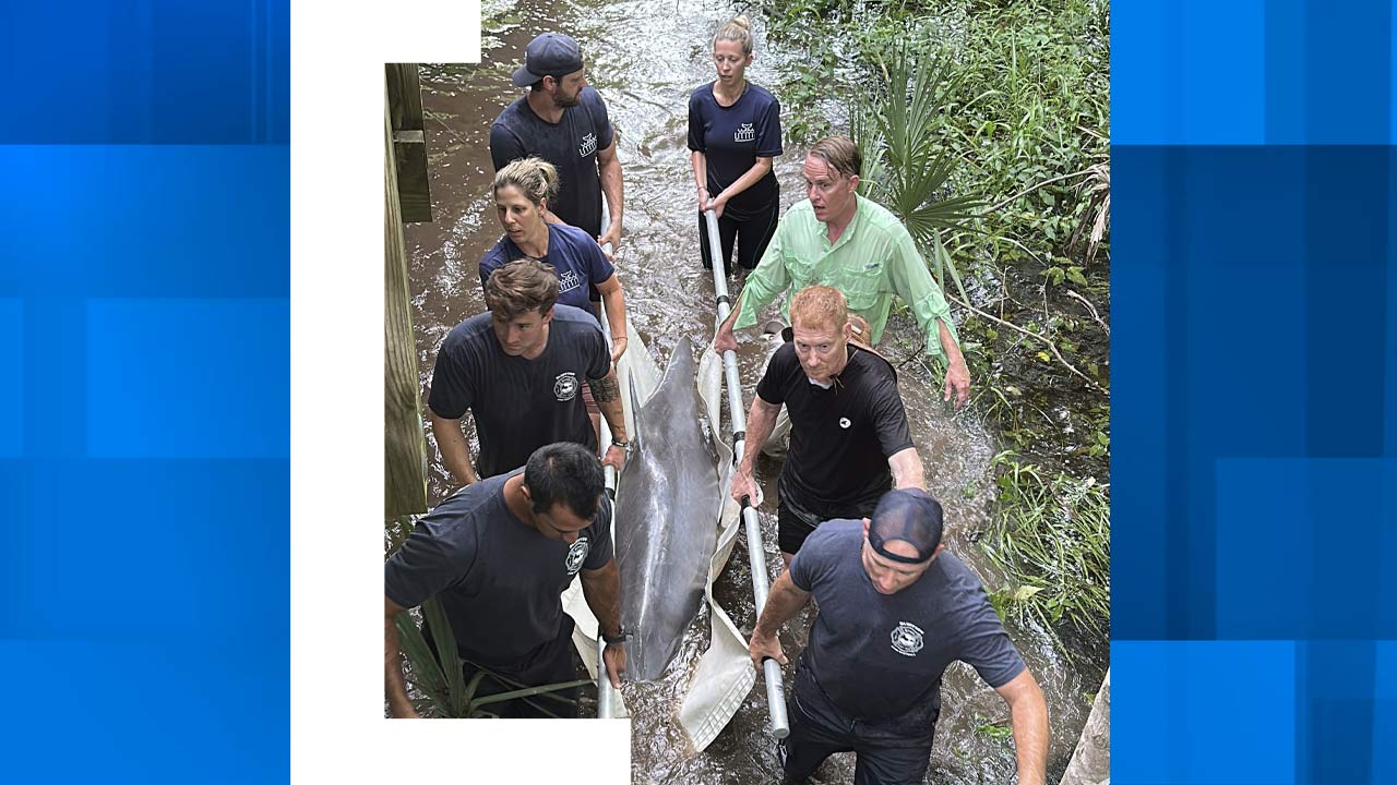 Rescue crews work together to rescue dolphin named ‘Lucky’ in Bluffton