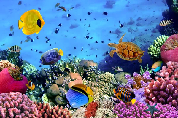 18 Beautiful Reefs You Can Reach by Kayak