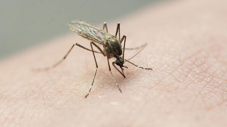 Mosquito pool tests positive for JC virus in Madison County