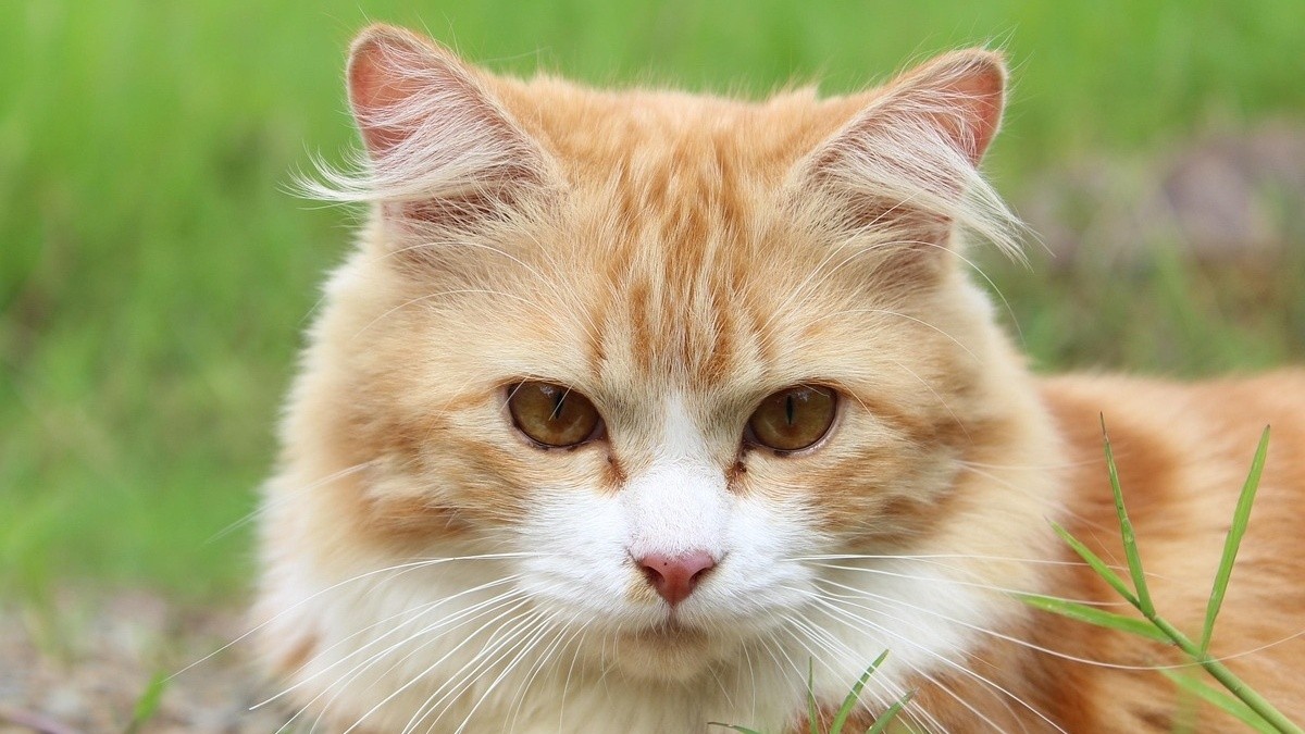 8 signs your cat is mad at you and how to fix it