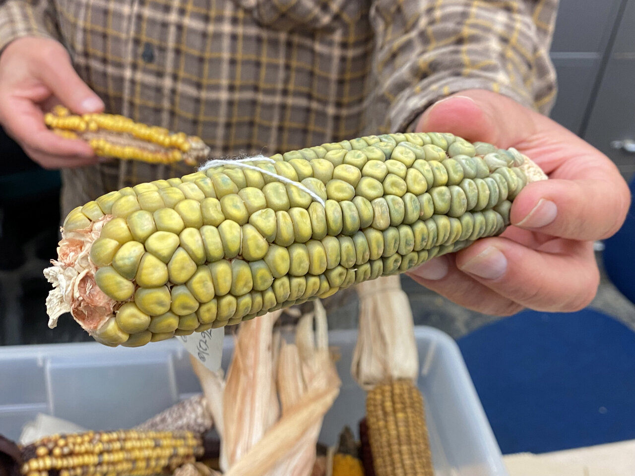 Crucial mutant corn stocks threatened under 2026 USDA budget