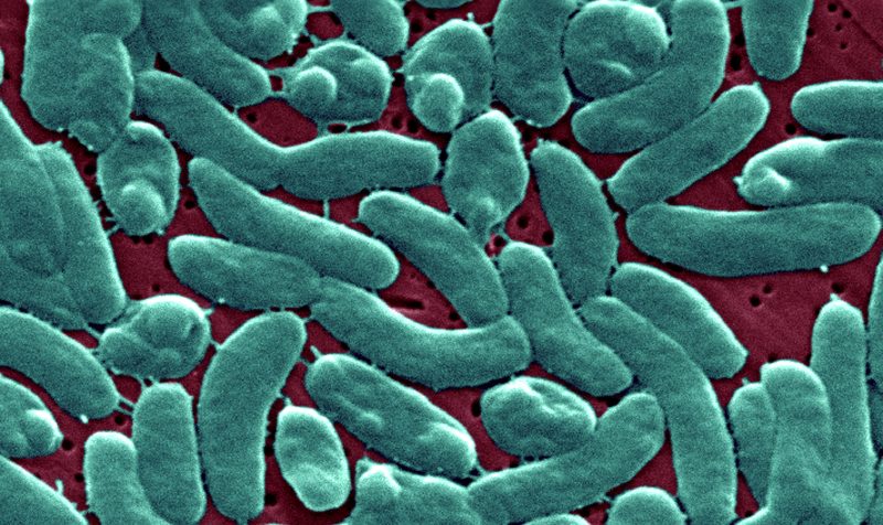 4 deaths from flesh eating bacteria in Florida this year