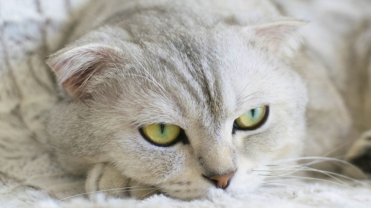 8 signs your cat is mad at you and how to fix it