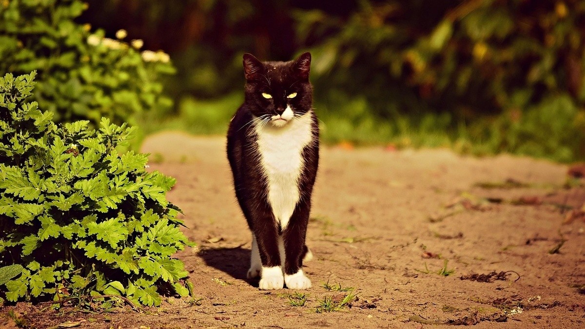 8 signs your cat is mad at you and how to fix it