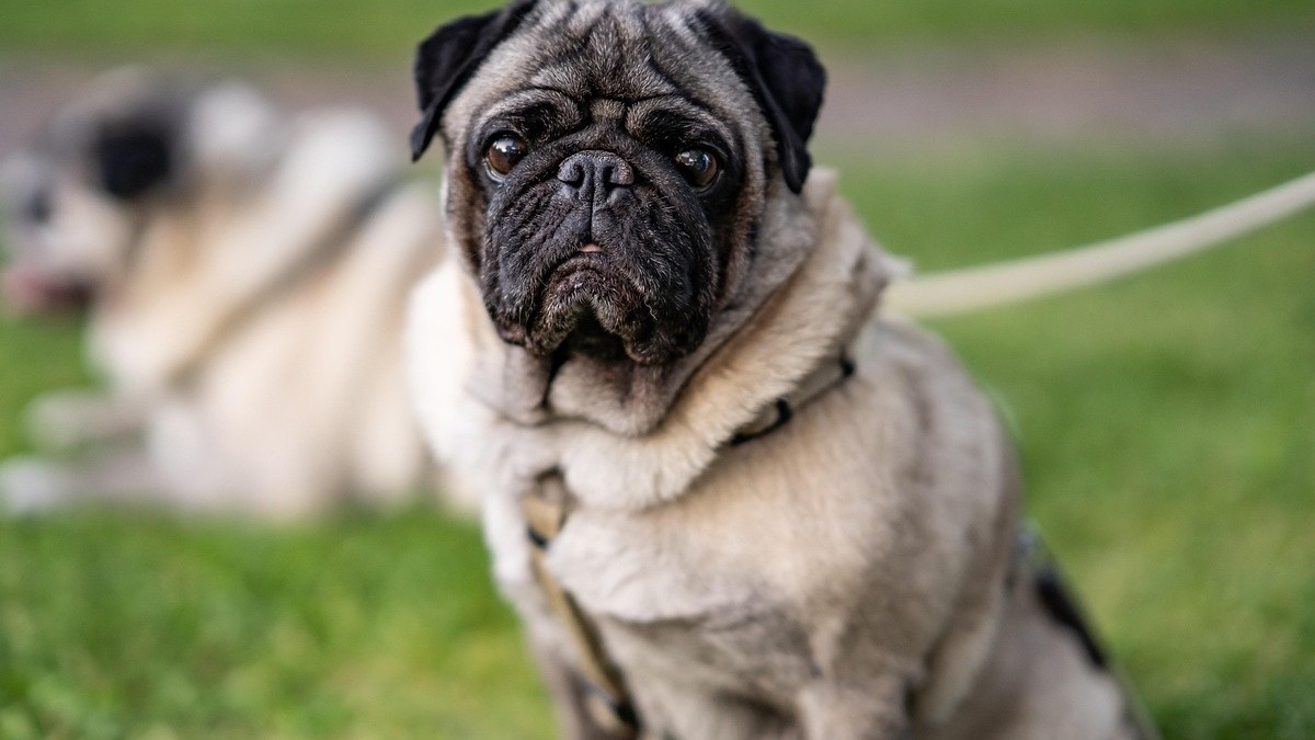 Your dog could be asking for more love and attention with these subtle ...