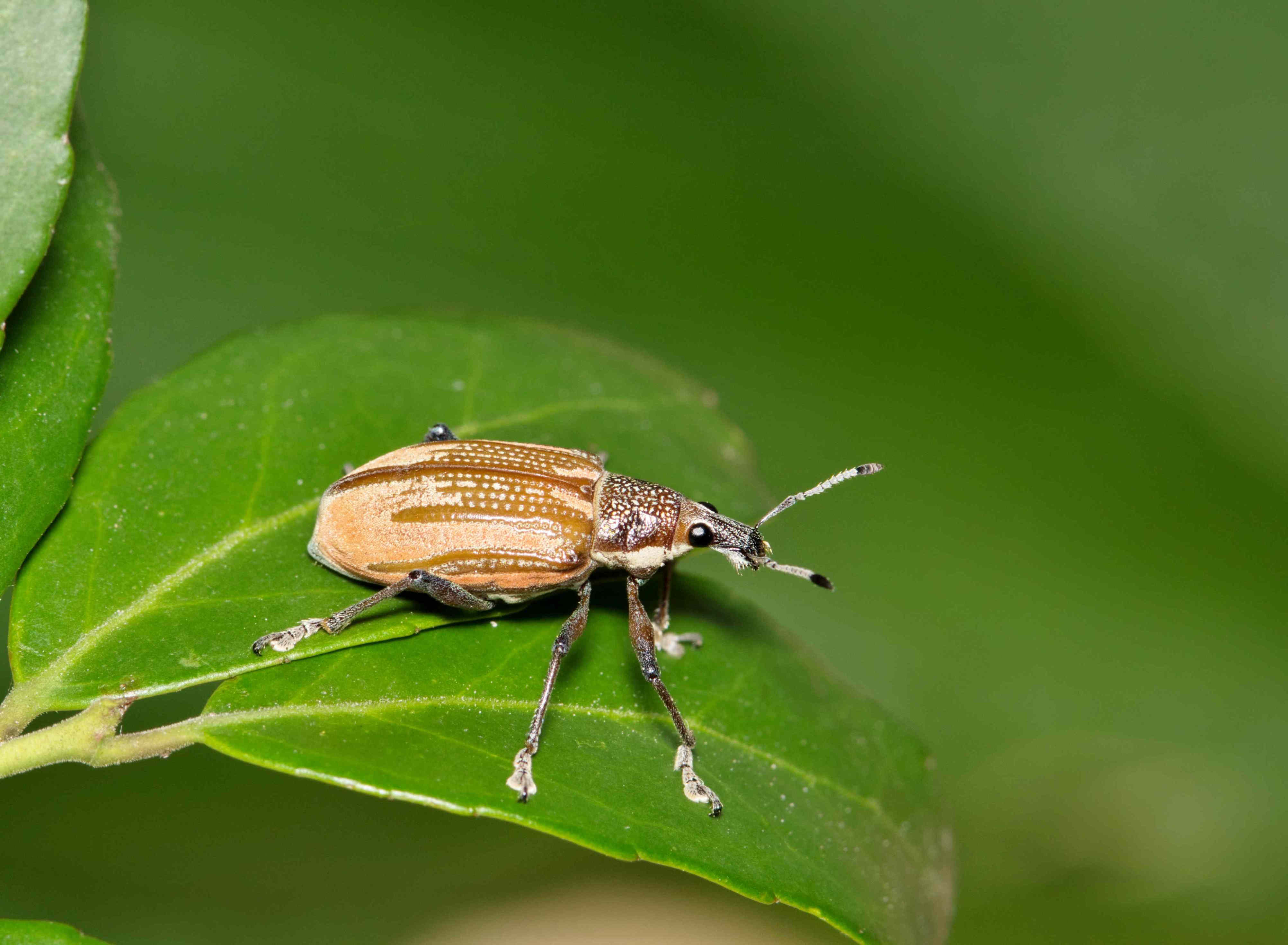 Say Goodbye to Garden Weevils With These 7 Natural Remedies That Work