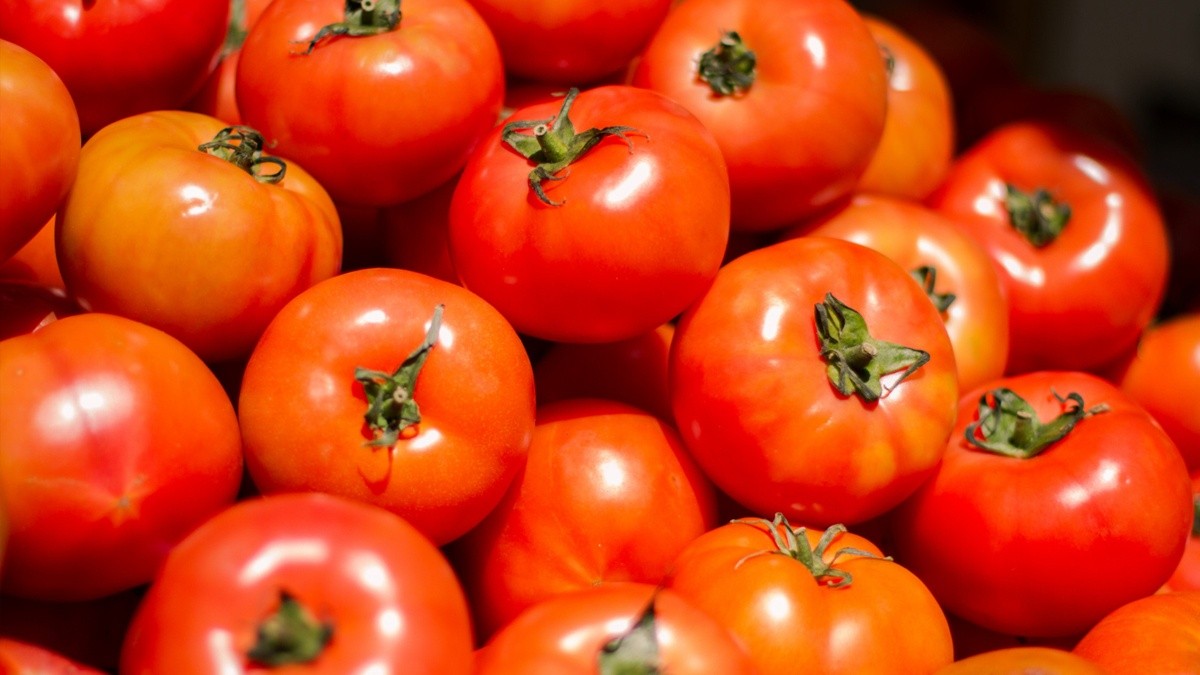 Tariff on Mexican tomatoes goes into effect; even pizzerias will regret ...