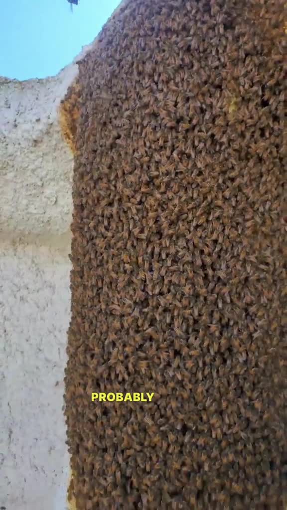 Removing a Massive, Aggressive Beehive at a Shopping Center
