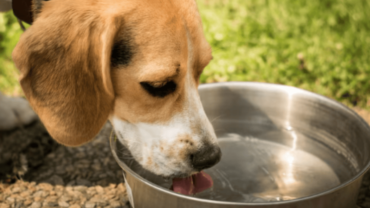 Is it bad to give your dog ice or very cold water? This is what you ...