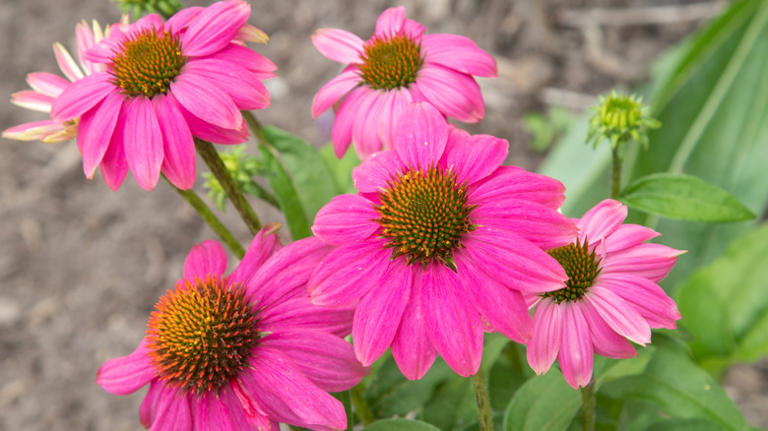 15 Varieties Of Coneflower You Can Grow From Seed For A Budget-Friendly ...
