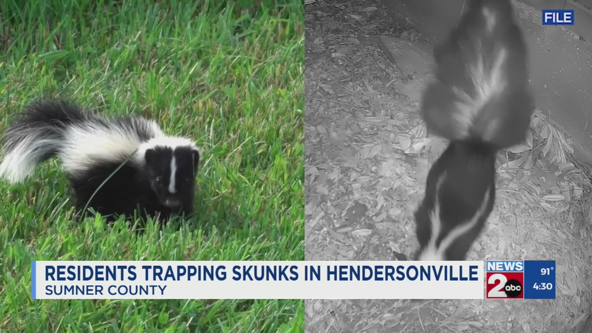 Residents trapping skunks in Hendersonville