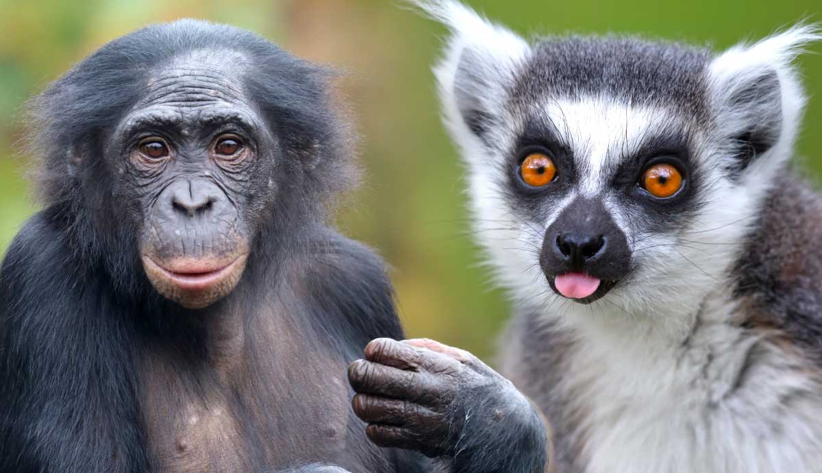 Powerful Matriarchs: 7 Animals Led by Strong Females