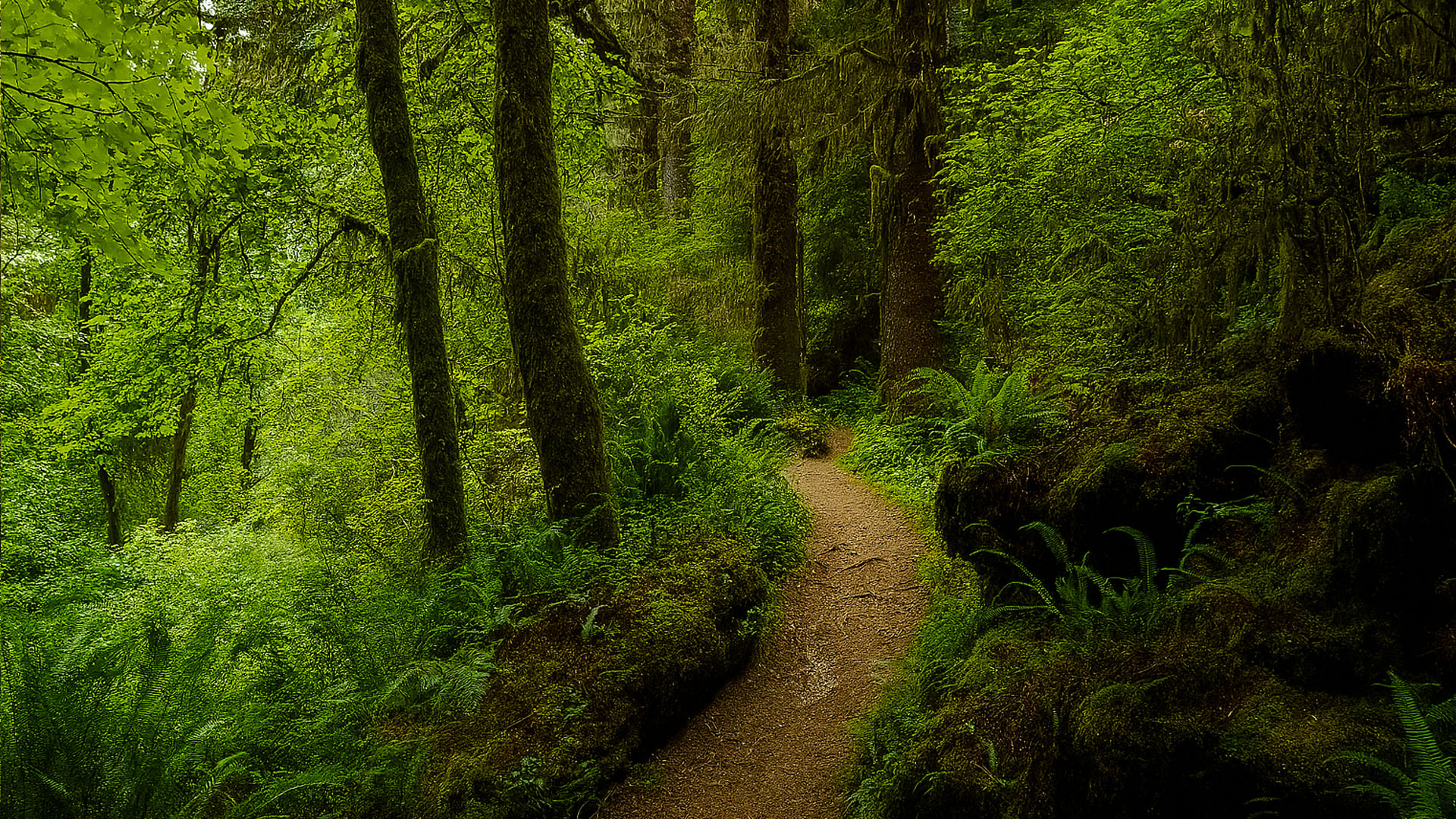 Hiking James Irvine Trail – Redwoods to Fern Canyon Adventure (4K)