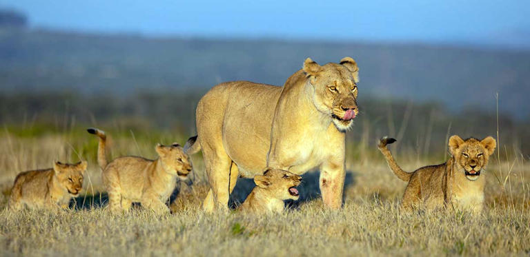 Powerful Matriarchs: 7 Animals Led by Strong Females