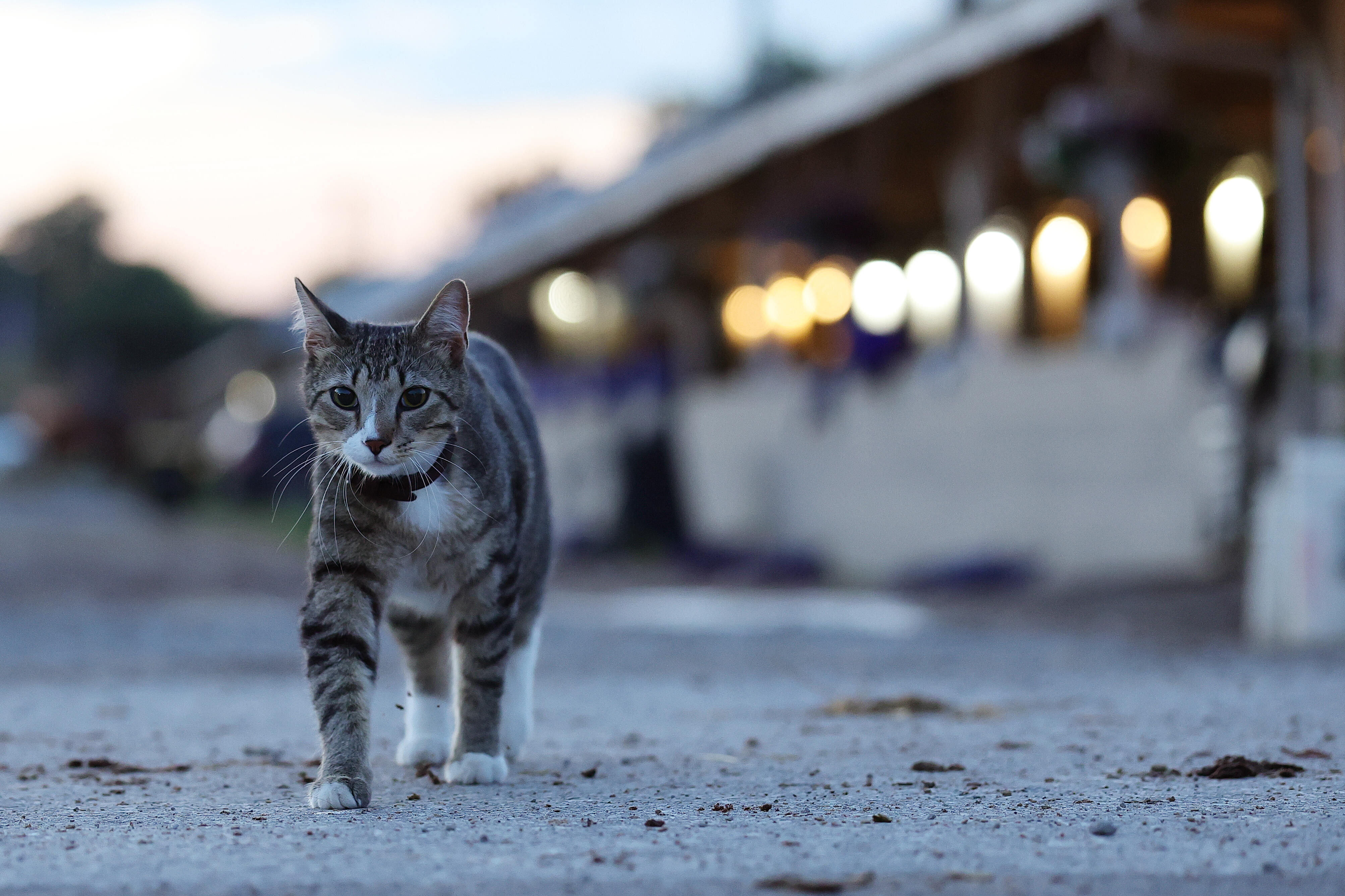 'Barn Cat Program' Finds New Roles for Feral Cats