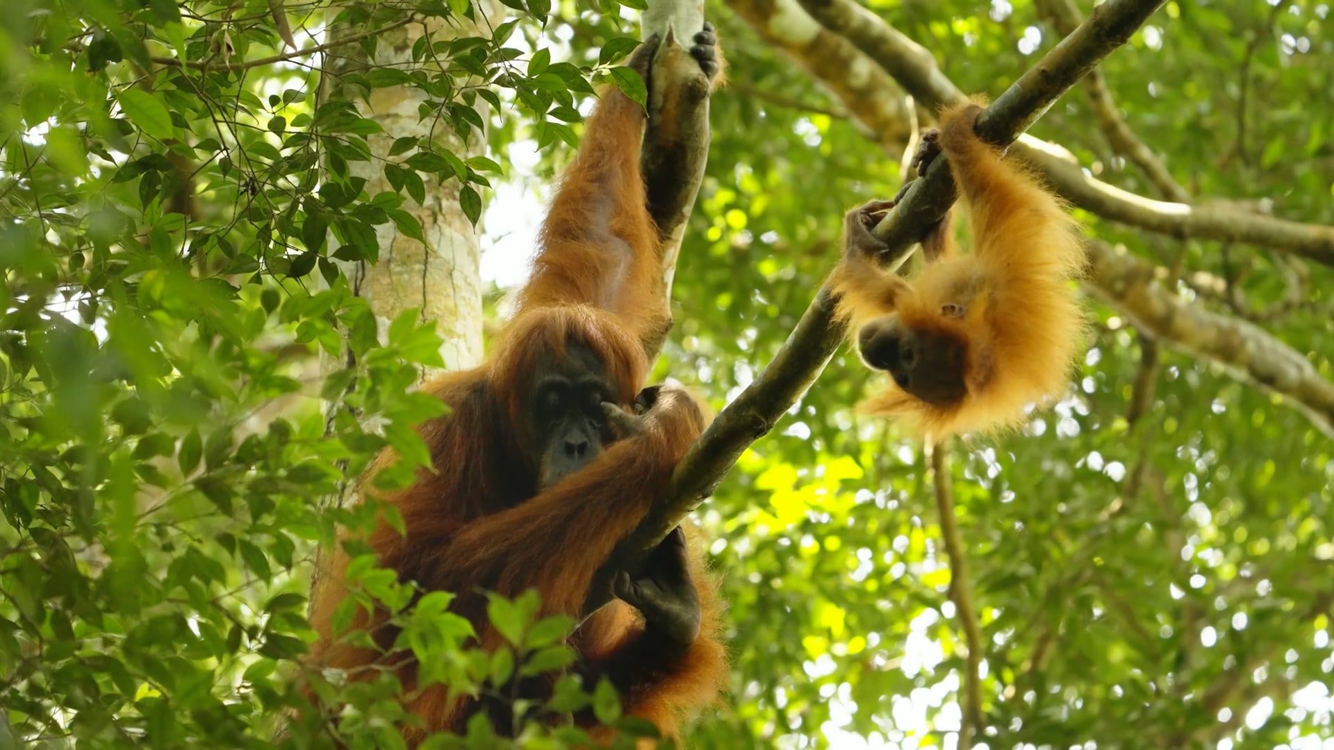 Close-Up dengan Monyet: Memahami Kekerabatan Primata