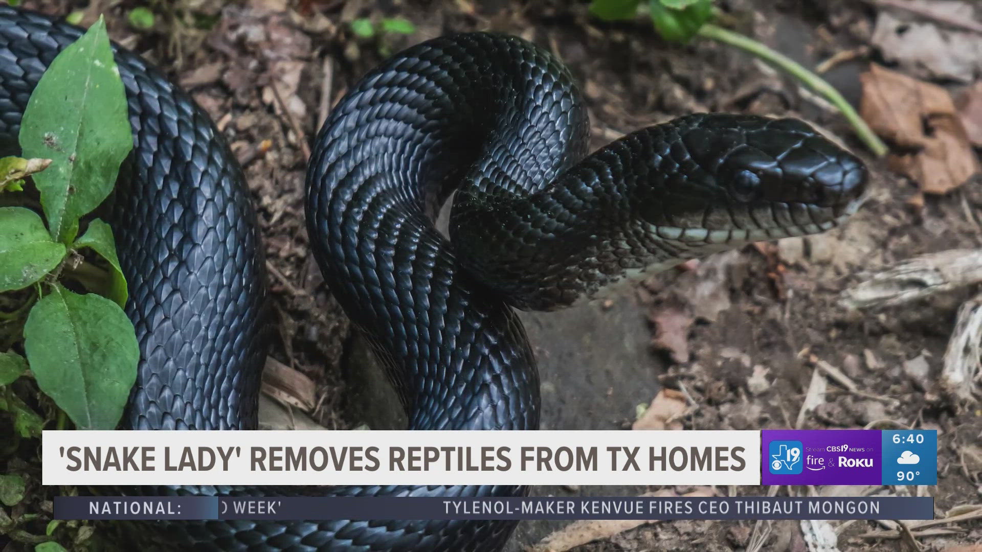 'Snake lady' removes reptiles from Texas homes