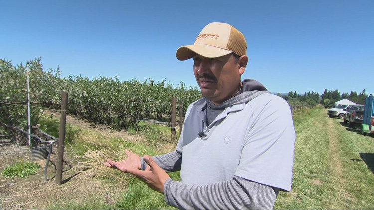Berry farmers relieved pickers are willing to work despite ICE fears