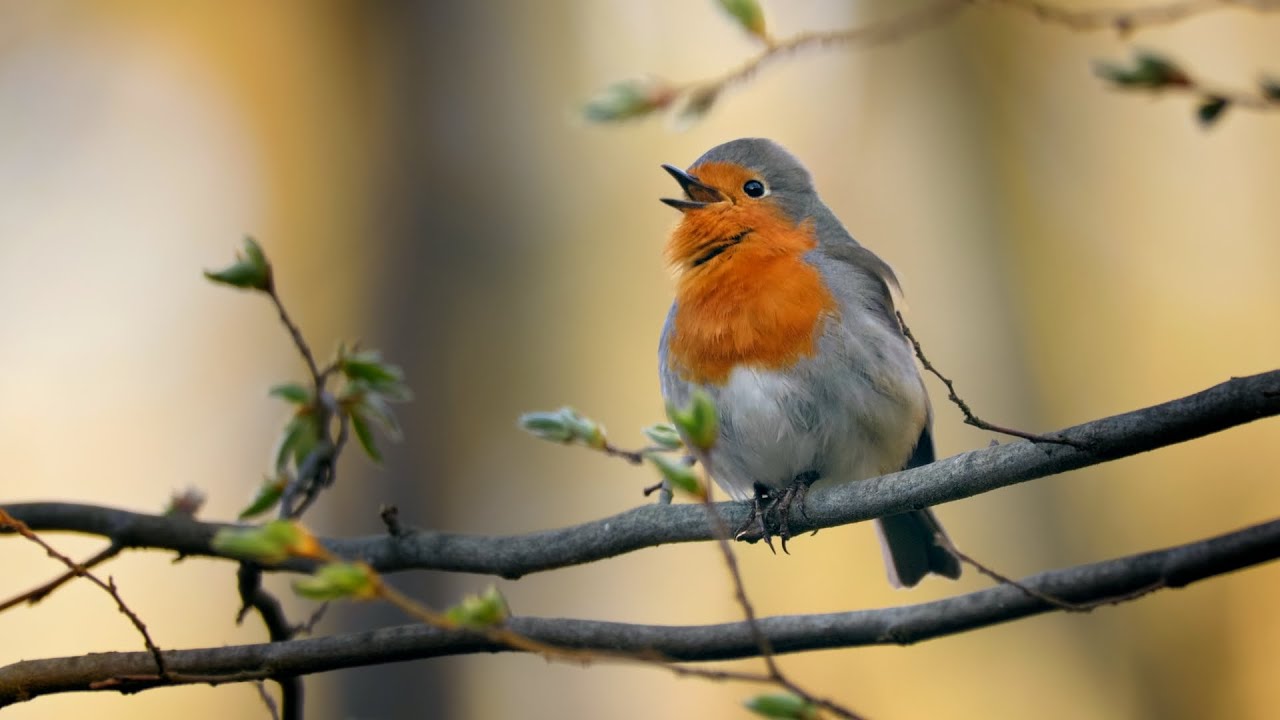 European Robin Singing in the Forest ~ Erithacus rubecula 🐦🌲