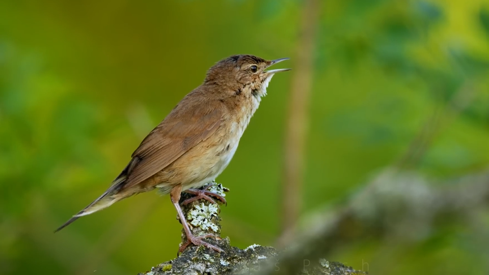Nature Sounds – Calming Bird Songs 🐦