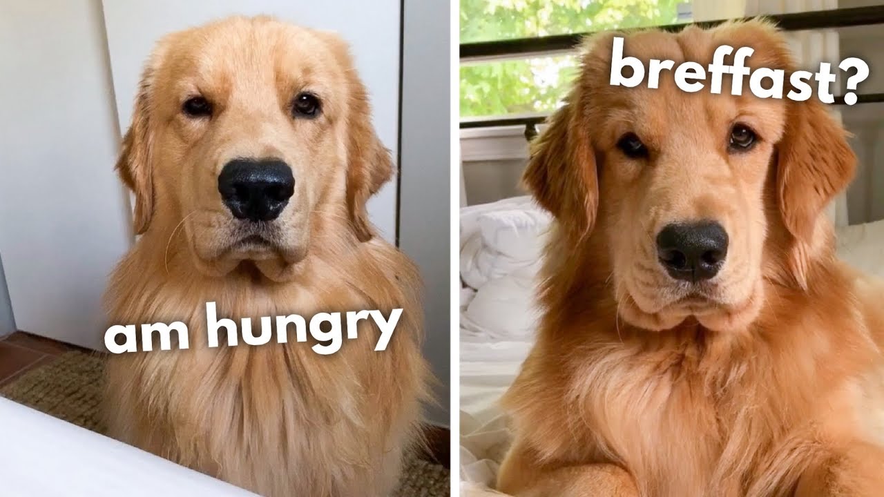 Funny Golden Retriever Begs for Breakfast Like a Human 🤣🍳