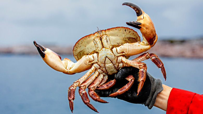 The 14 Biggest Mistakes You're Making When Cooking Crab