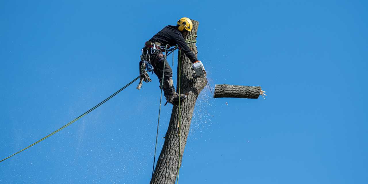 Tree Worker Airlifted After 40-Foot Fall In Wading River