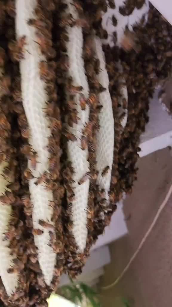 Massive Beehive Removal Up Close—You Won't Believe the Size!