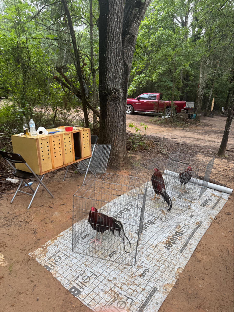 9 arrested after weekend Athens cockfight investigation