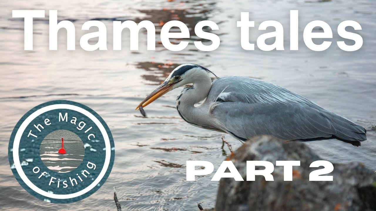 Fishing tales from the River Thames Part 2
