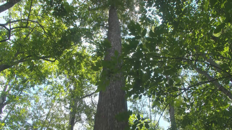 Transmission line proposal could develop rare, untouched Beidler Forest