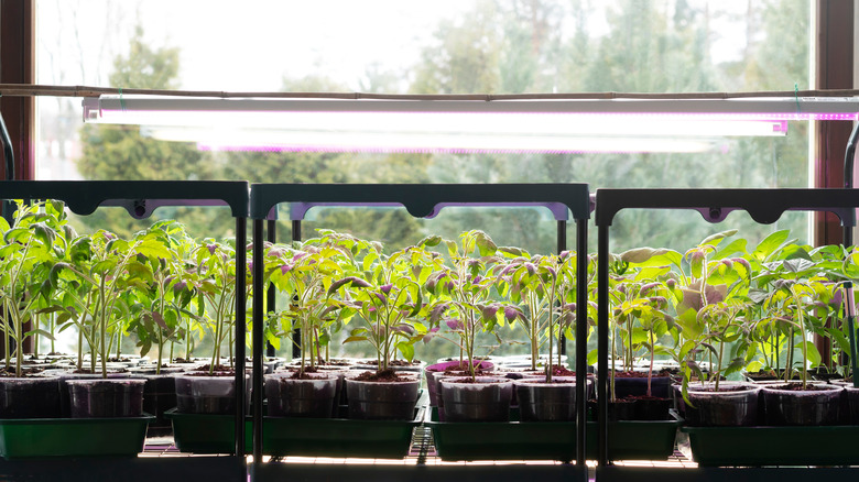 Crucial Grow Light Mistakes That Can Secretly Kill Your Plants