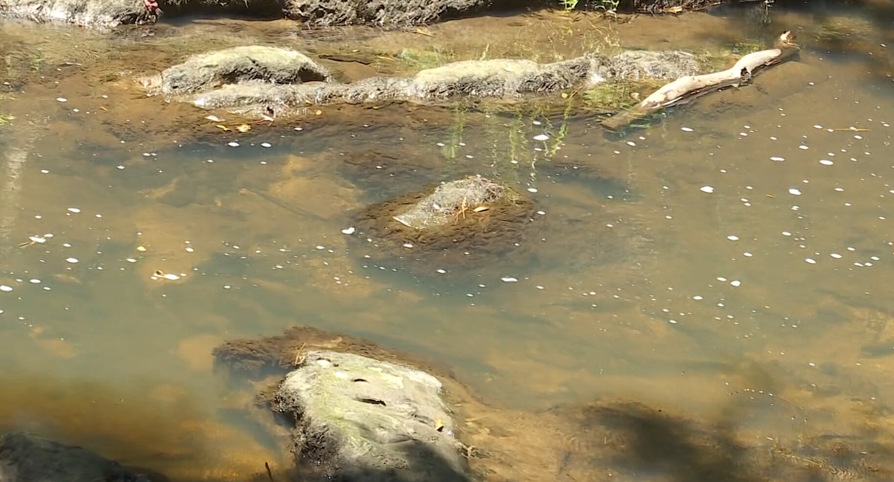 Riverkeeper highlights the risk of swimming in contaminated area waters