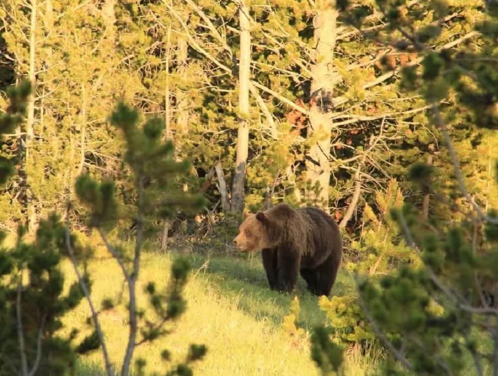 Onlooker captures photos of tourists' dangerous actions near grizzly ...