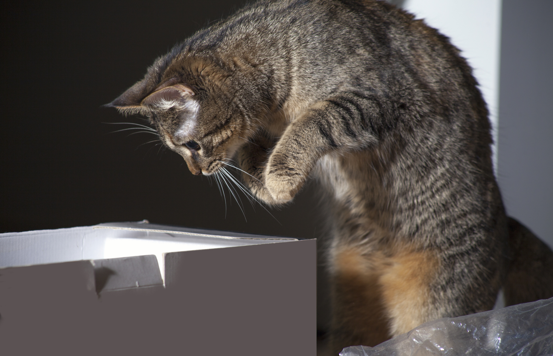 How to crack the code of your cat’s behaviour