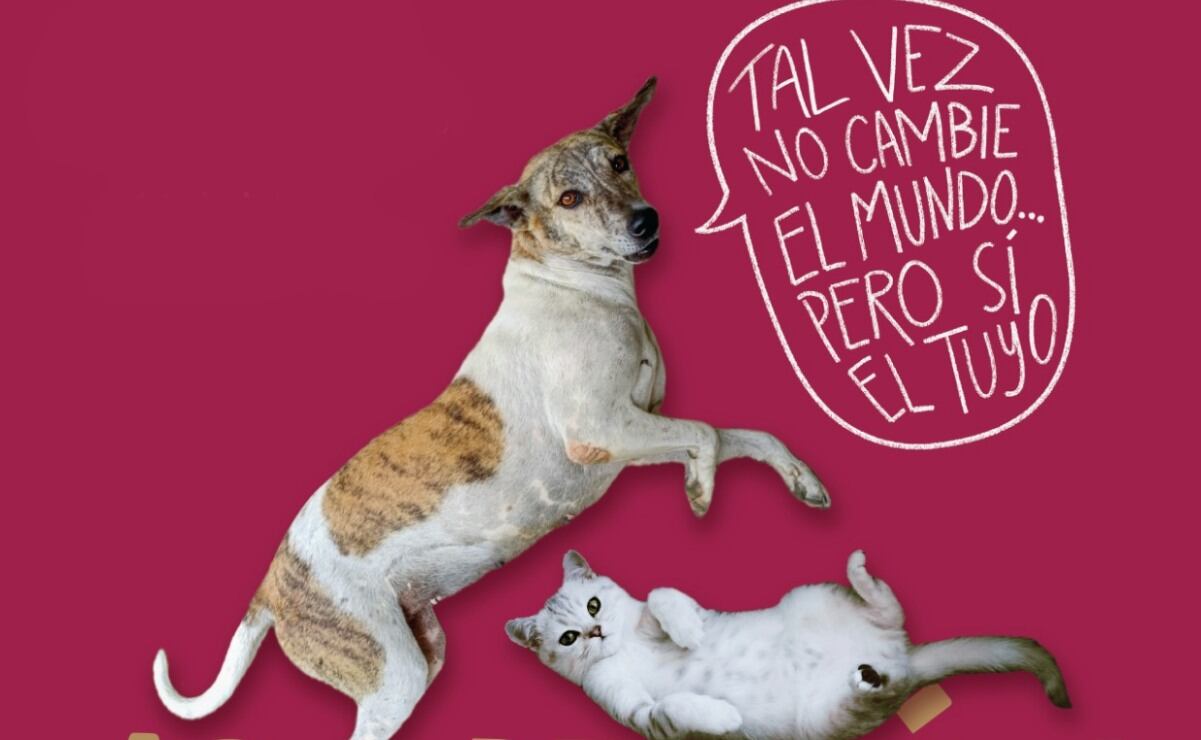 Celebra el Día Internacional del Perro adoptando un lomito; conoce ...