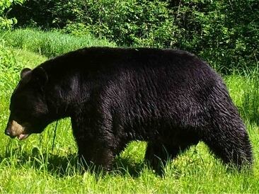 DNR continuing investigation of Barron County black bear attack