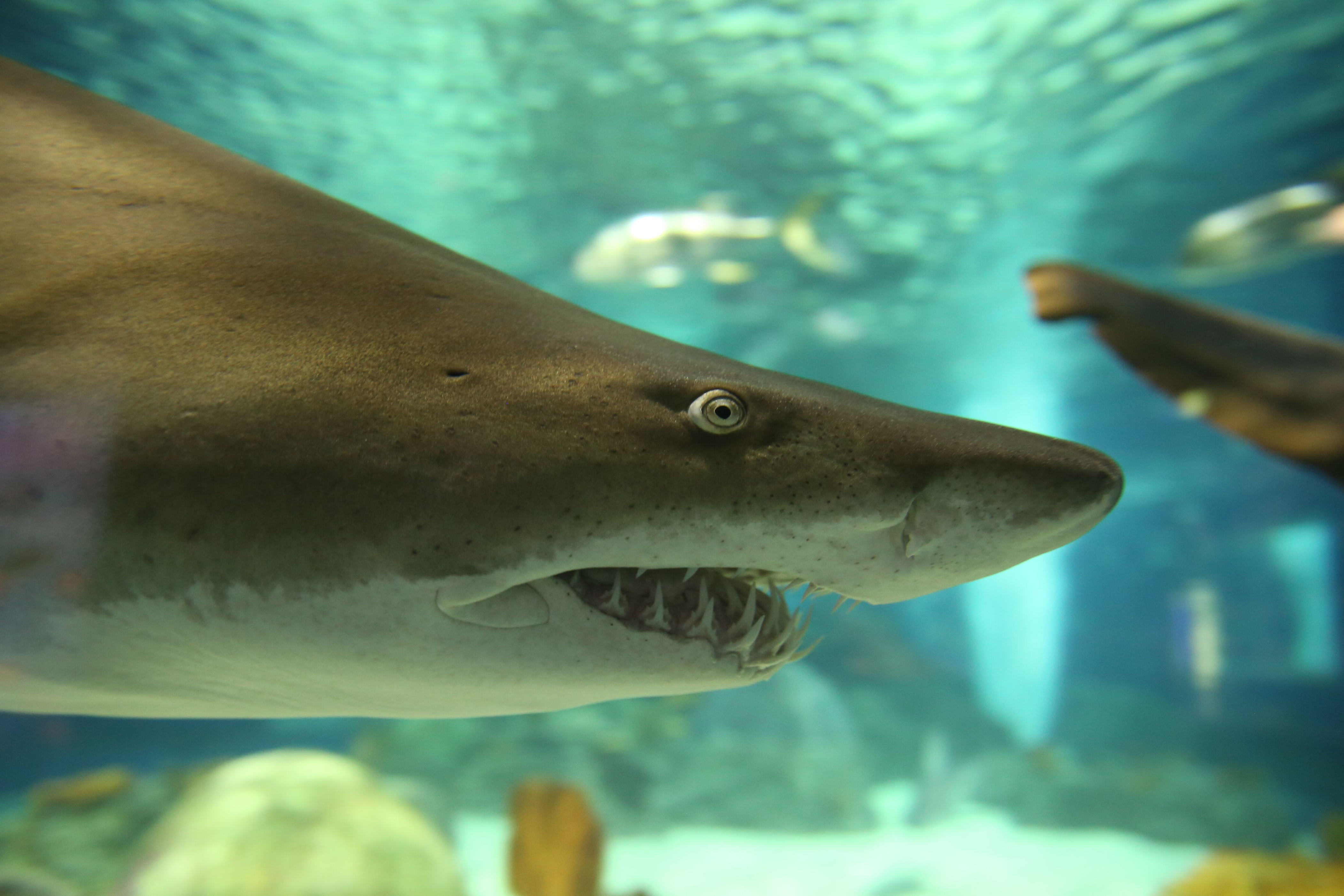 Shark Awareness Day at Fort Fisher highlights growing threats to ocean ...