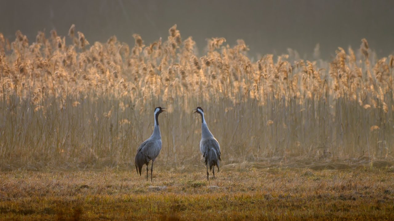 Bird Sounds – Common Crane (Grus grus) 🐦🔈